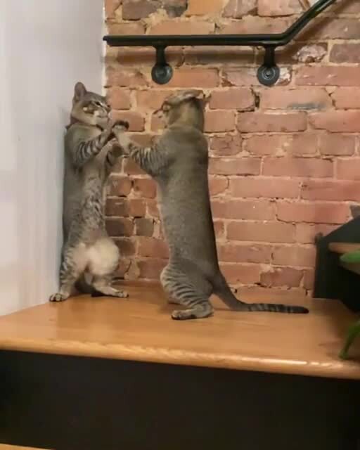 Two Cats Attack Each Other And Move Their Paws In Sync | Jukin Licensing