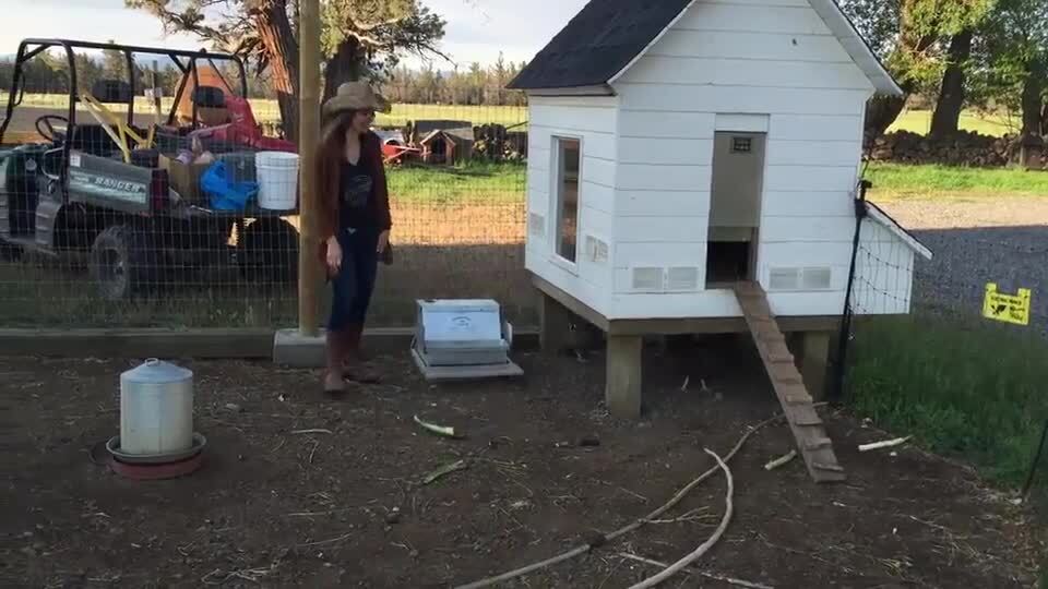 Woman Gets Chased by Chicken | Jukin Licensing