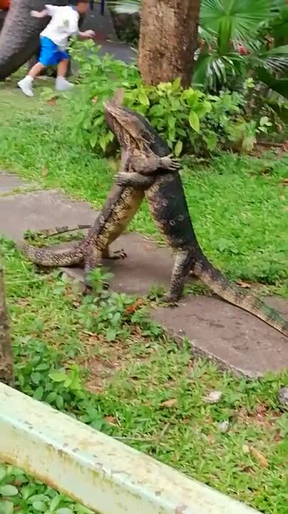 Dueling Monitor Lizards | Jukin Licensing