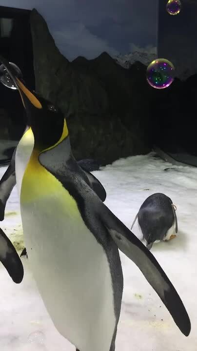 Bubble-Popping King Penguin | Jukin Licensing