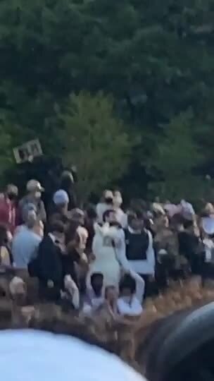 Llama Stands Peacefully Among Protesters During George Floyd Protests ...