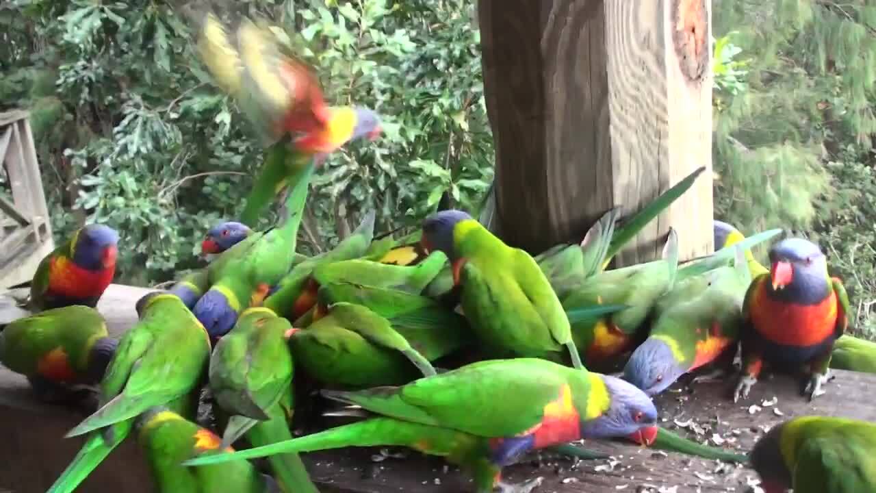 Flock of Parrots Visit Man's Balcony | Jukin Licensing