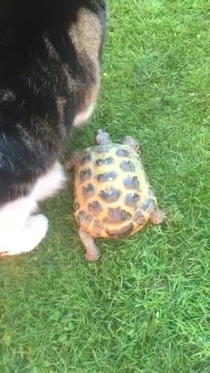 Tortoise Chases Cat | Jukin Licensing