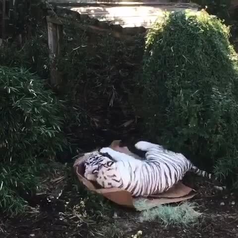 Tiger Plays with Box | Jukin Licensing