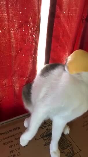 Cat Gets Cheese Thrown in His Face and Licks It | Jukin Licensing