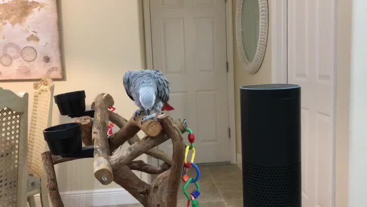 Parrot Uses Virtual Assistant to Turn on Lights | Jukin Licensing