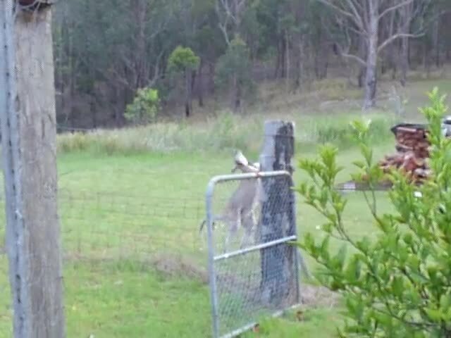 Walloping Wallabies | Jukin Licensing