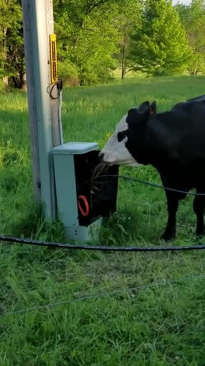 Cow Eats Phone Wires | Jukin Licensing