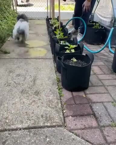 Dog Gets Over Excited While Plants Get Watered | Jukin Licensing