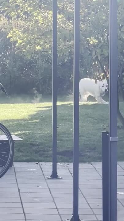 Dog Gets Spooked by Own Steaming Pile of Poop and Runs Away From It ...