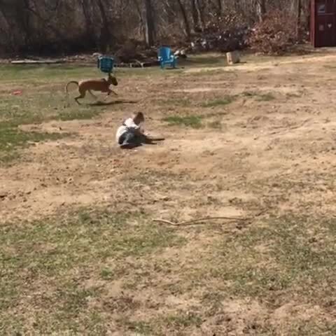 Excited Dog Knocks Down Toddler While Playing Outdoors | Jukin Licensing