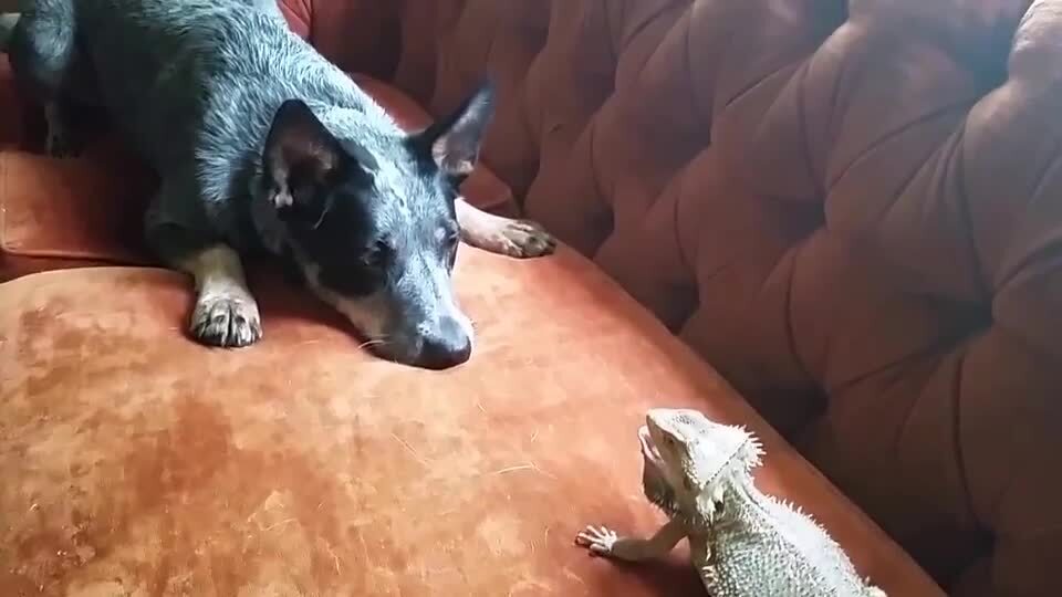 Dog Told To Leave Bearded Dragon Lizard Alone | Jukin Licensing
