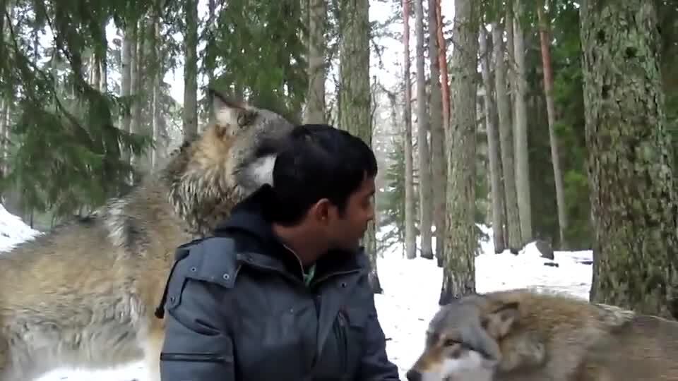 People Encounter Friendly Wolves | Jukin Licensing