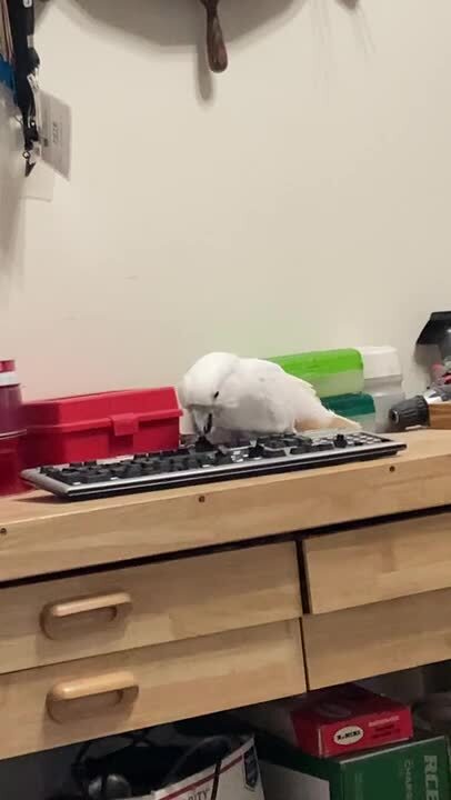 Cockatoo Takes Out Keys From Keyboard Successively And Throws Them on ...