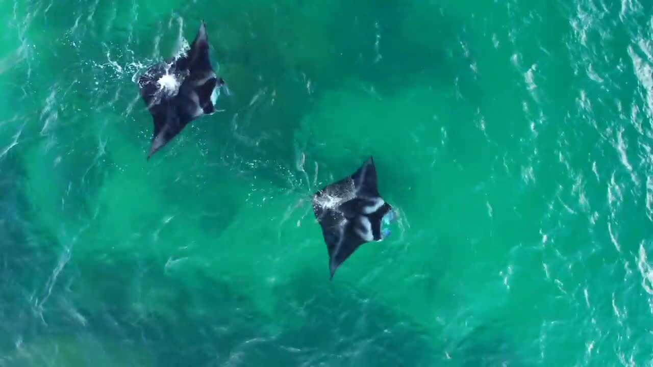 Reef Manta Rays Dancing Together | Jukin Licensing
