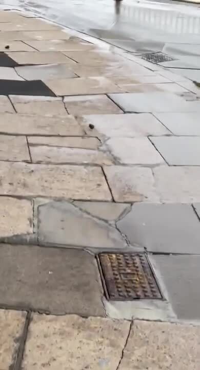 Wind Blows Dog's Poop Away While Human Tries to Clean it up | Jukin ...