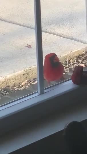 Cardinal Bird Chirps in Fascination at Seeing its Figurine Kept on a ...