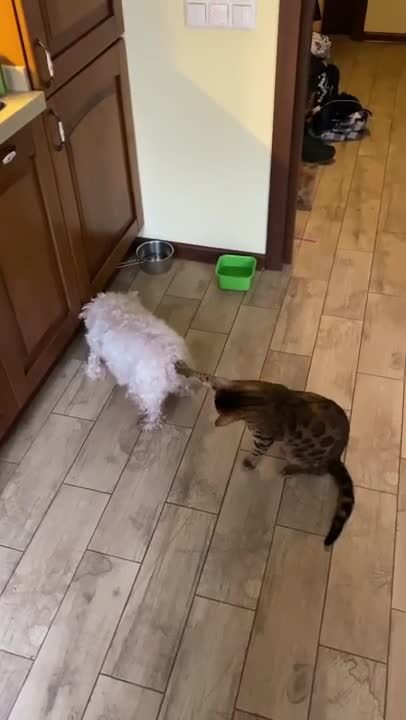 Dog Growls as Cat Tries to Bother Them While They Eat | Jukin Licensing