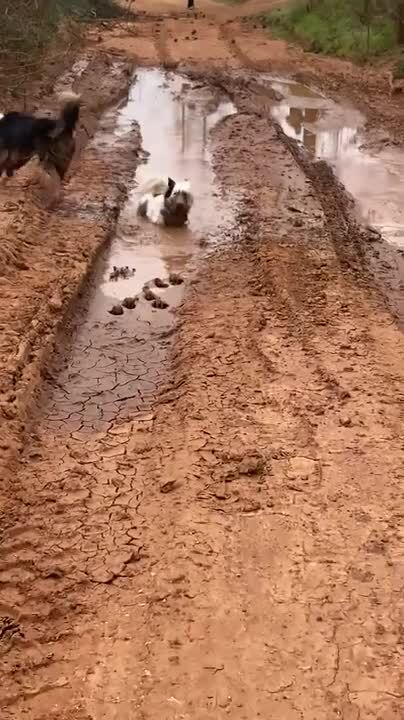 Dog Jumps and Splashes In Mud Patch on Trail | Jukin Licensing