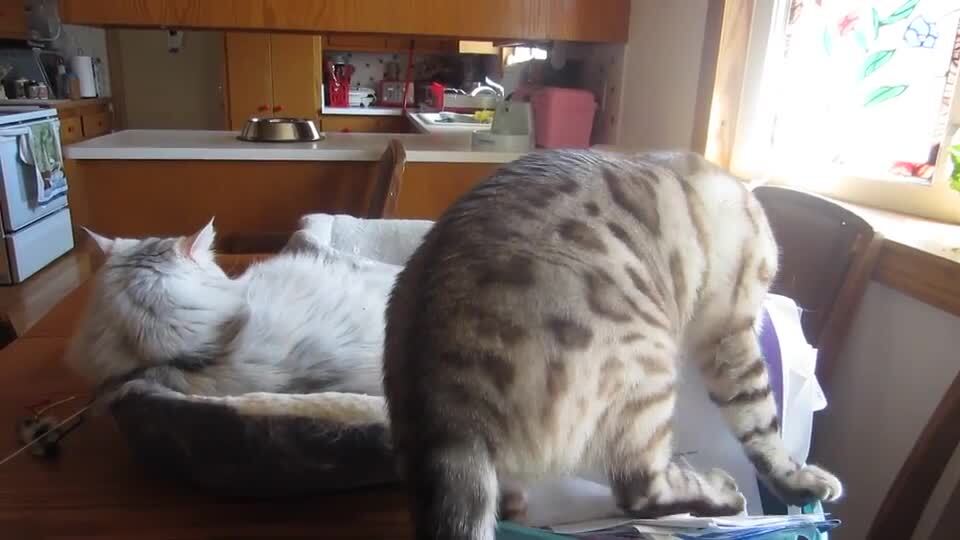 Karma Causes Cat to Fall Off Table | Jukin Licensing