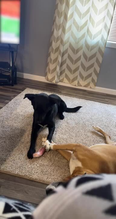 Sneaky Dog Steals Treat From Another Sleeping Dog | Jukin Licensing