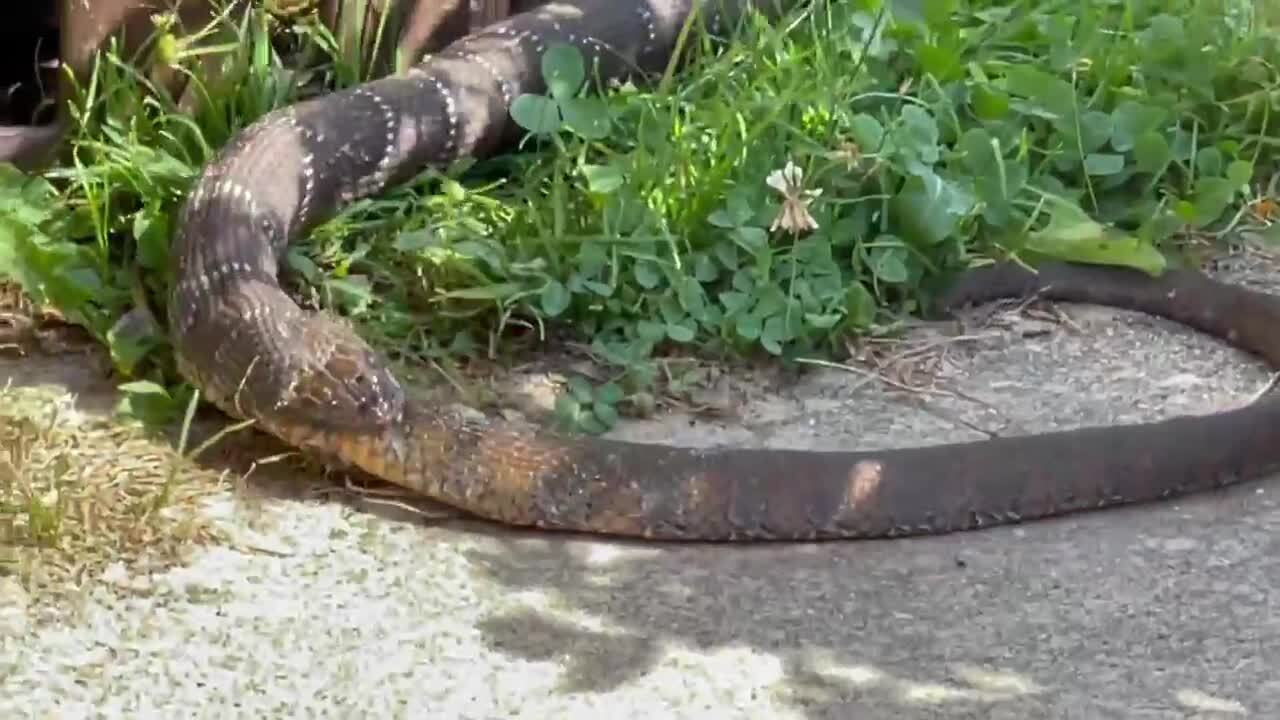 Large Snake Eats Another Smaller Snake | Jukin Licensing