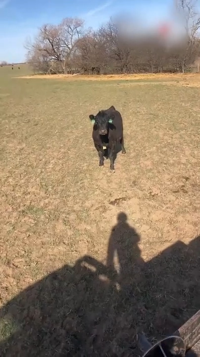 Furious Mother Cow Displays Maternal Rage on Seeing Calf Being Taken ...