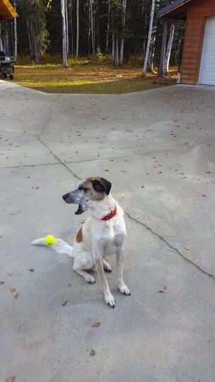 Owner Throws Ball at Uninterested Dog | Jukin Licensing