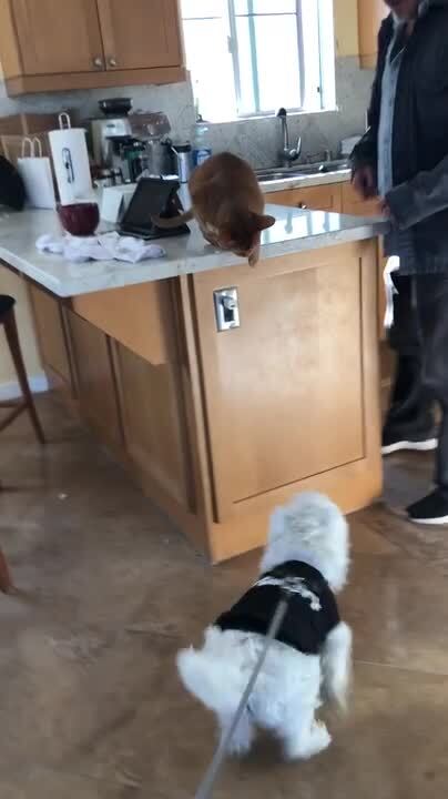 Angry Cat Slaps Fluffy Dog Repeatedly | Jukin Licensing