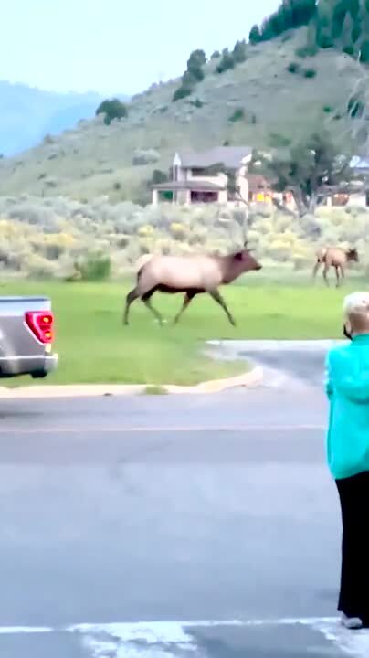 Bull Elk Charges at Tourist at Yellowstone National Park | Jukin Licensing