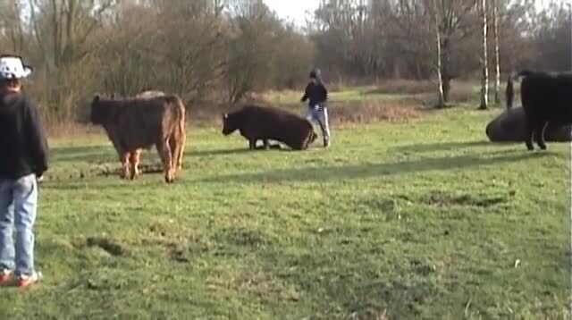 Kid Gets Kicked By a Cow | Jukin Licensing