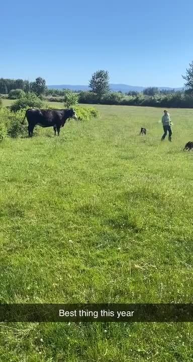 Raging Cow Chases Man After He Bothers Her | Jukin Licensing