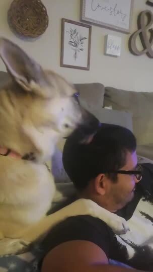 Dog Licks Owner's Head | Jukin Licensing