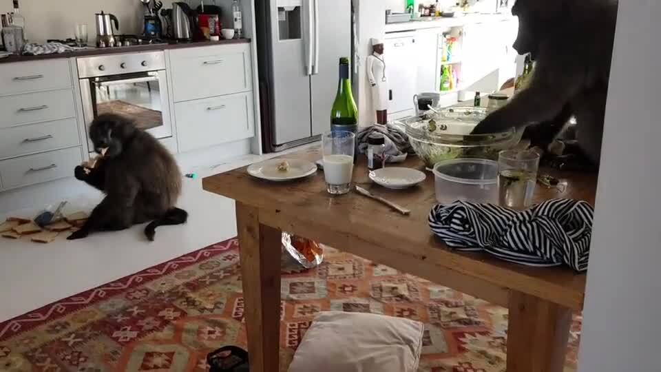 Baboons Destroy Kitchen | Jukin Licensing