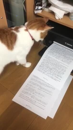 Cat Attacks Paper Coming Out of Printer | Jukin Licensing