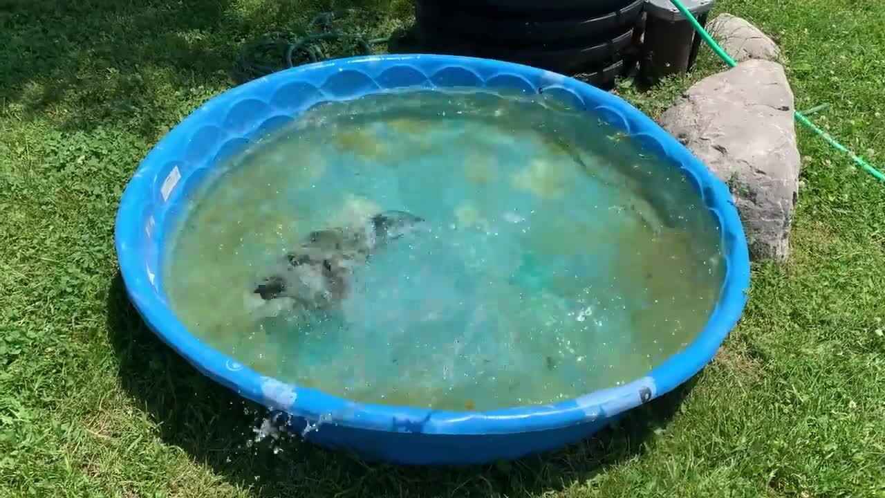 Duck Dips in Water While Taking Bath Inside Kids Pool at Garden | Jukin ...