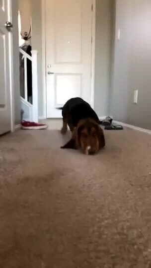 Dog Trips on her own Ears While Walking | Jukin Licensing