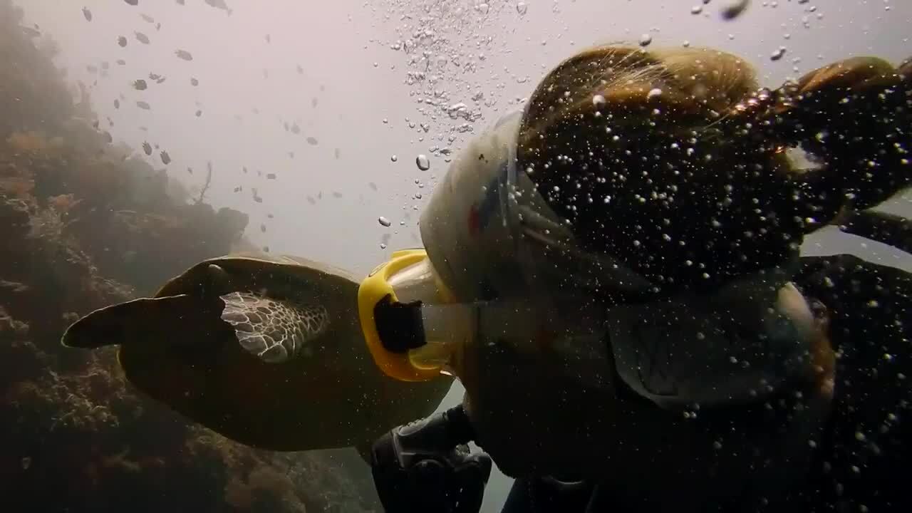 Turtle Gets Tired of Hitchhiker | Jukin Licensing