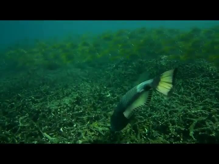 Fish Attacks Diver Following It | Jukin Licensing