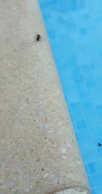 Ant Throws Another Ant Into Pool | Jukin Licensing