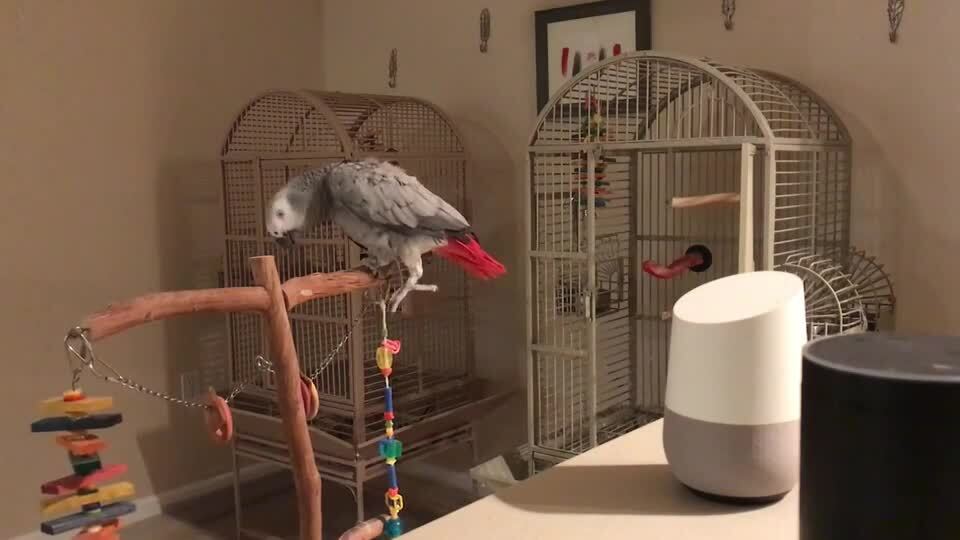 Parrot Talks to Virtual Assistant | Jukin Licensing