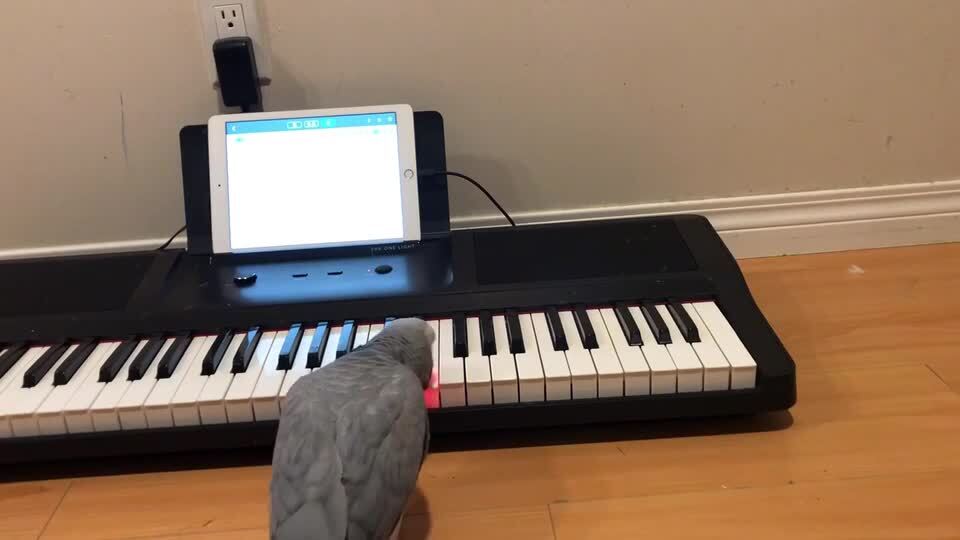 Parrot Plays a Tune on Piano Keyboard Using Her Beak | Jukin Licensing