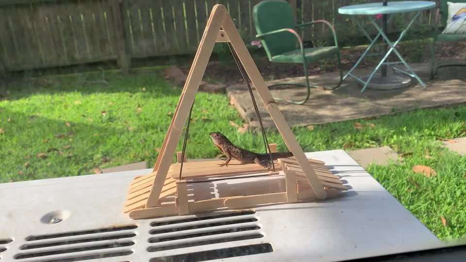 Guy Makes Swing for Lizards Using Popsicle Sticks and Baling Wire ...