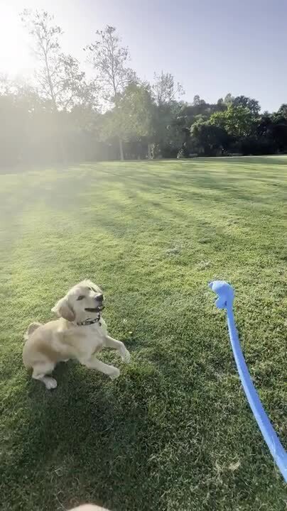 Retriever Playing Fetch With Owner Ignores Ball and Goes After Stick ...