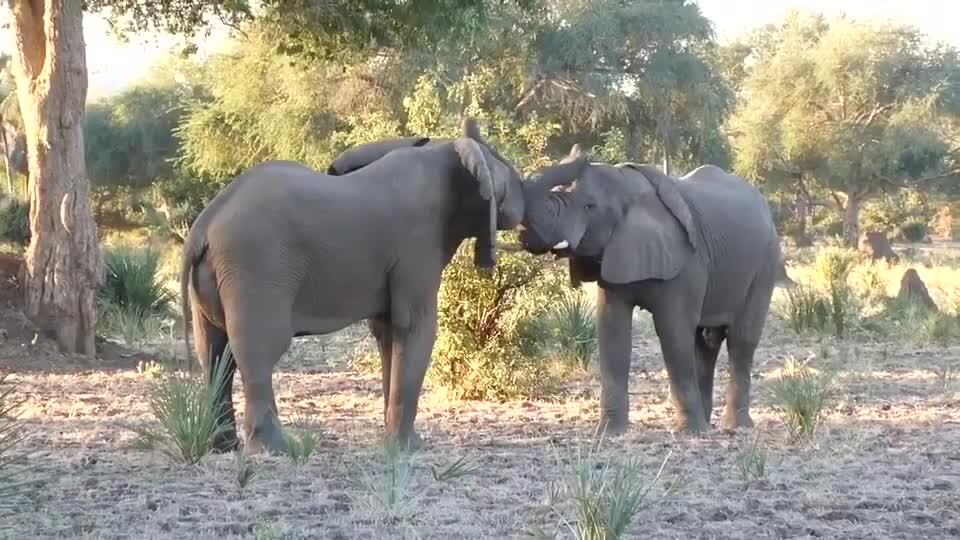 Two Elephants Hug Each Other with Trunks | Jukin Licensing