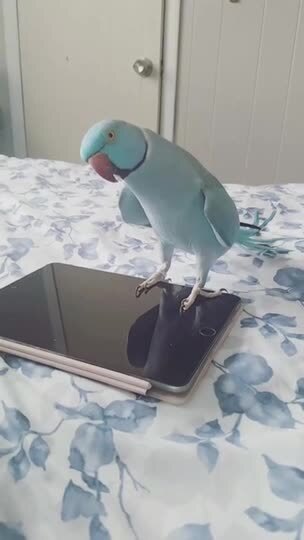 Parakeet Dances With Reflection on Tablet | Jukin Licensing