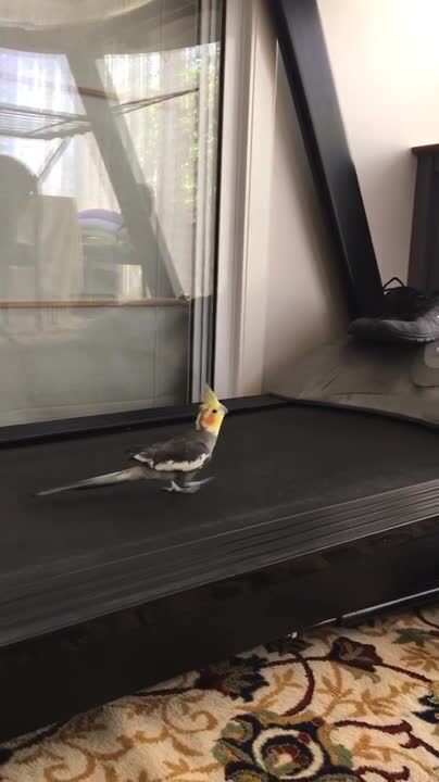 Cockatiel Running on Treadmill | Jukin Licensing