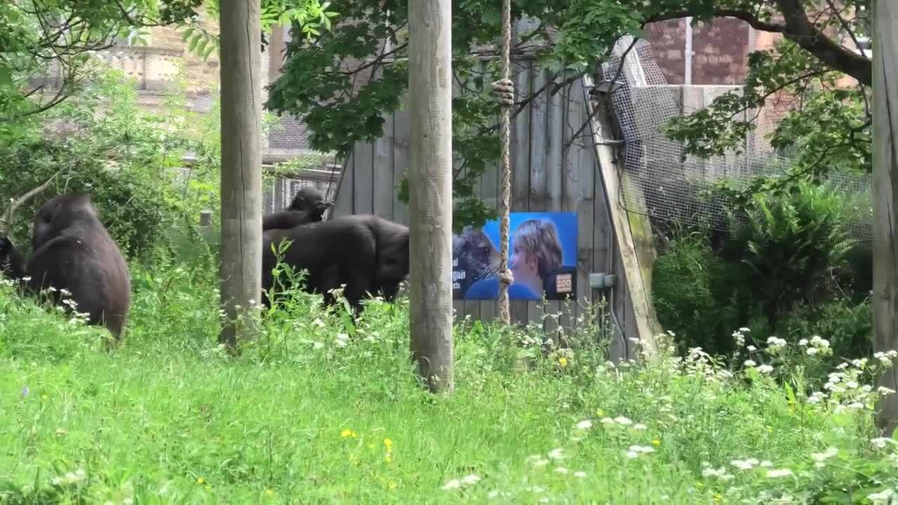Family of Gorillas Swing on Rope to Pull Leaves From Tree at Zoo ...