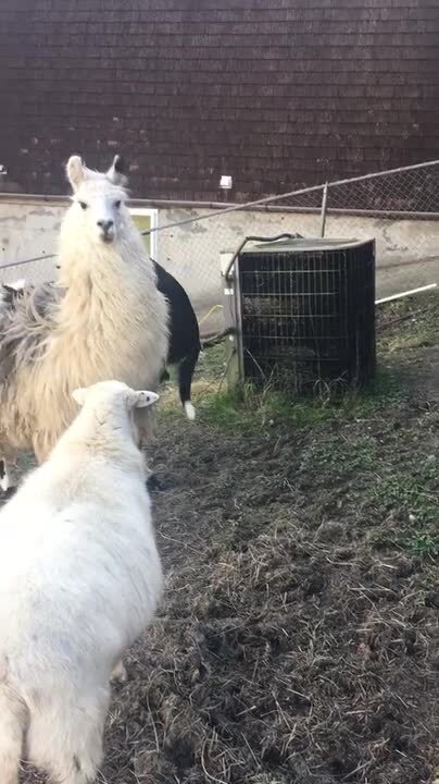 Dog Riding Llama | Jukin Licensing