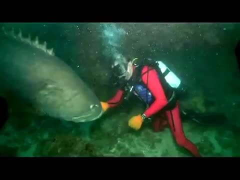 Giant Fish Attacks Diver | Jukin Licensing